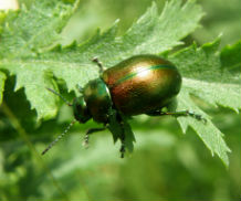 Bees and Beetles - York Festival of Ideas, University of York