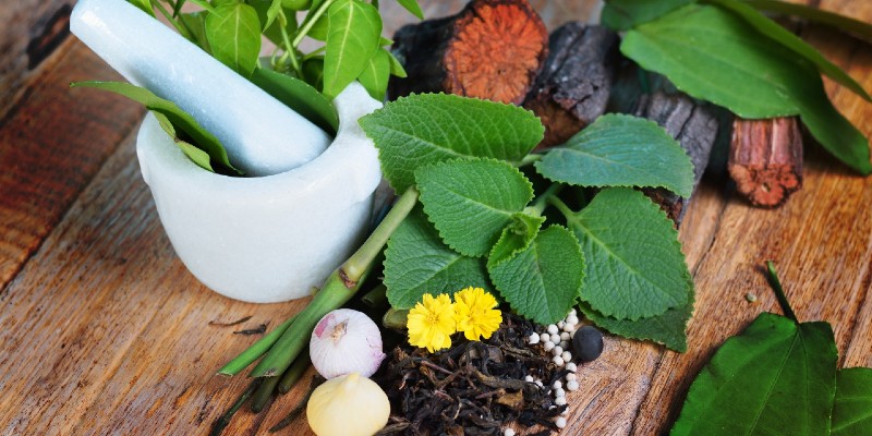 How Do Plants Become Medicines?, York Festival of Ideas