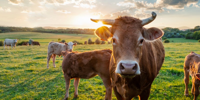 The Remarkable Power of Poo , York Festival of Ideas