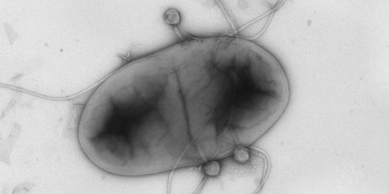 Bacteriophages: The good viruses, York Festival of Ideas